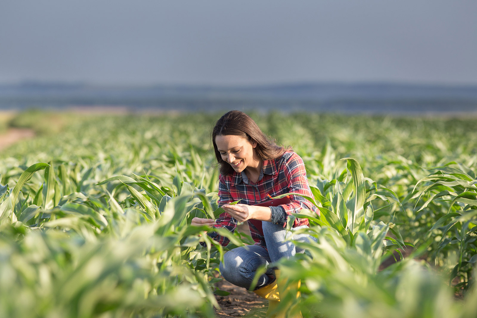 Crop breeding - CAPITALISE