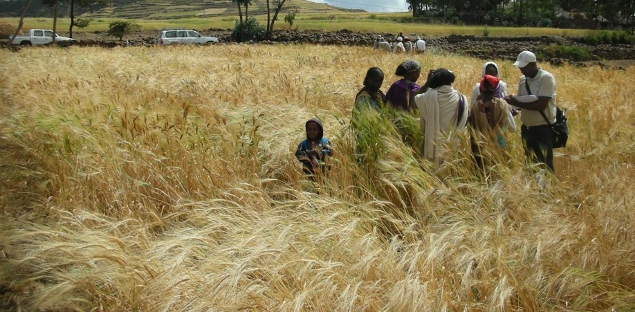 The importance of agrobiodiversity conservation for future farming ...